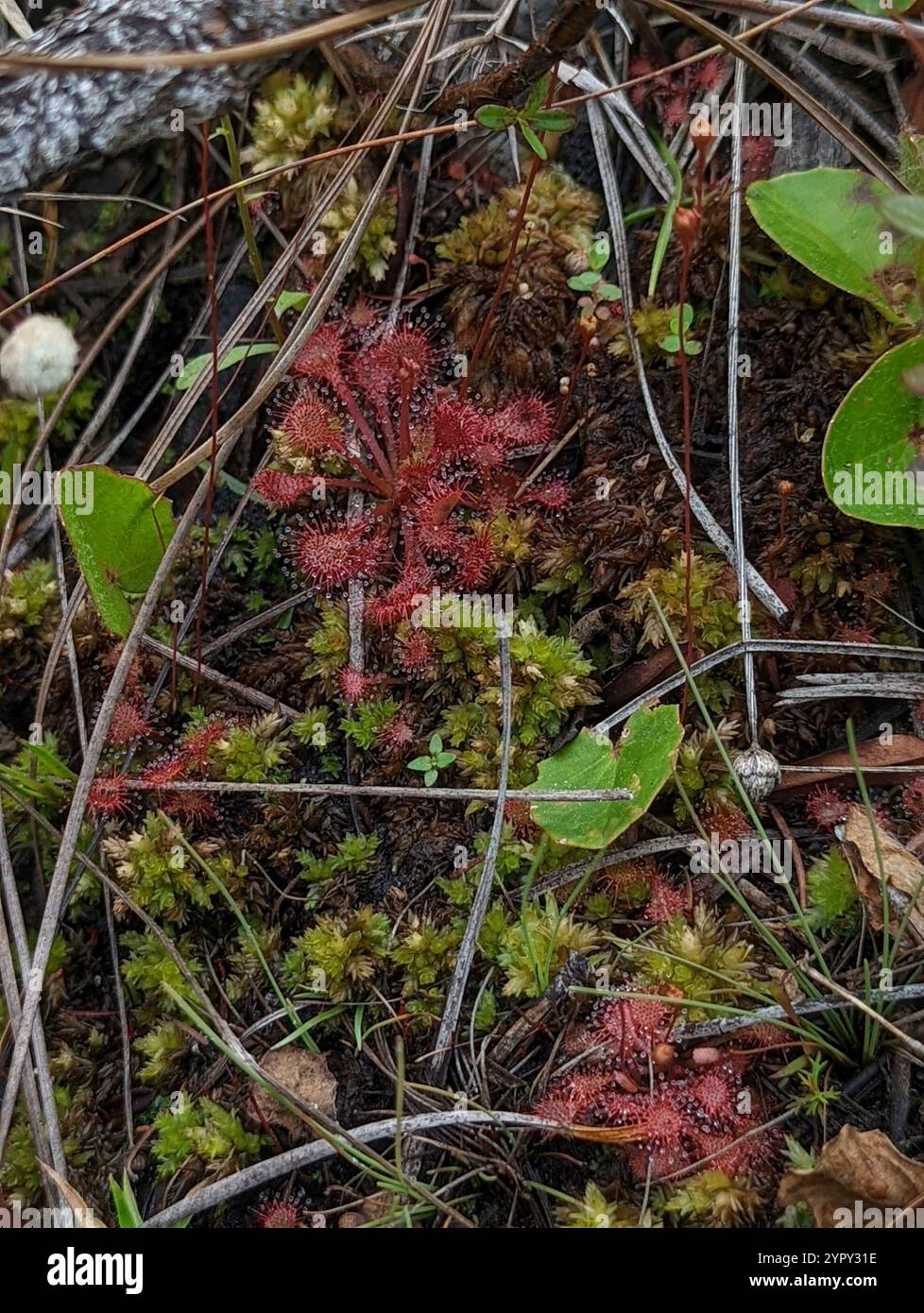 Pink Sundew (Drosera capillaris Stock Photo - Alamy