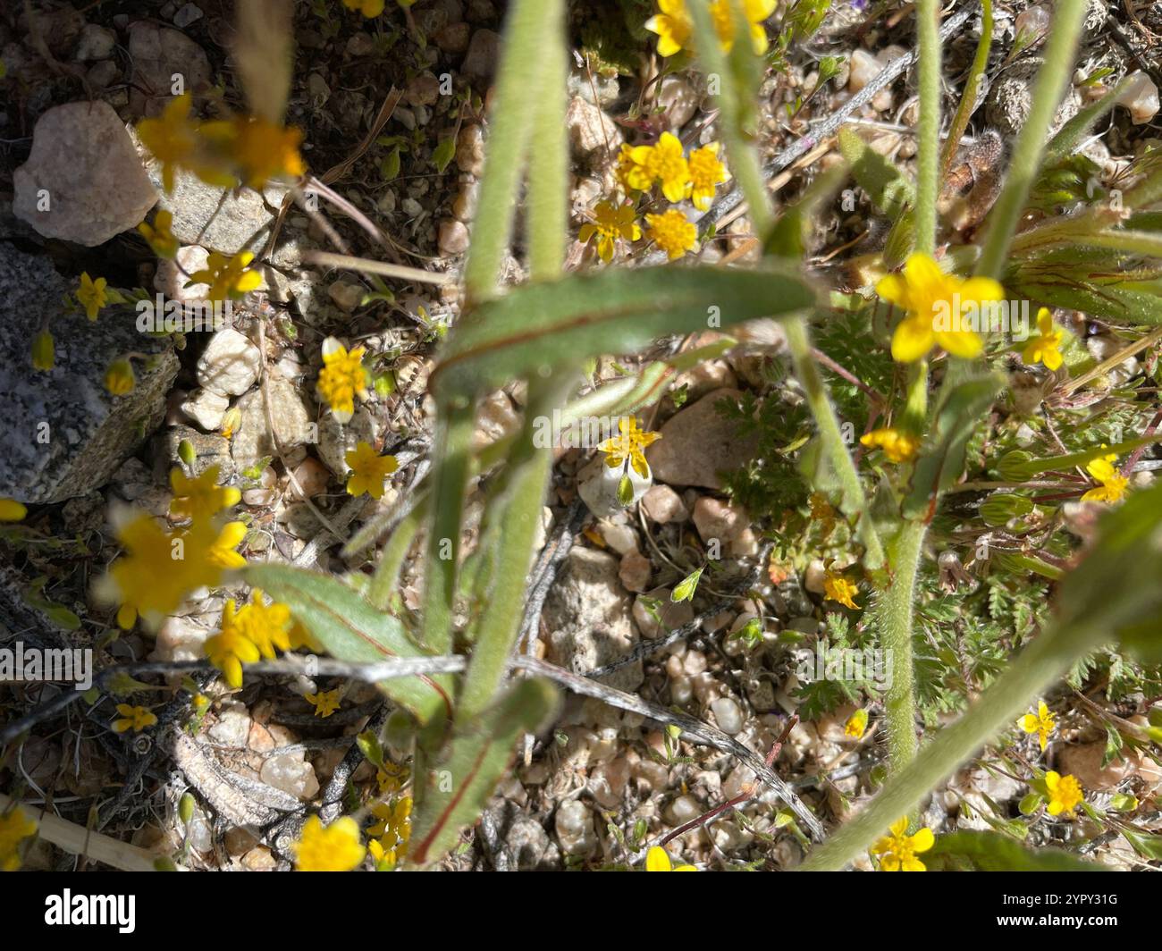 Arizona popcornflower (Plagiobothrys arizonicus Stock Photo - Alamy