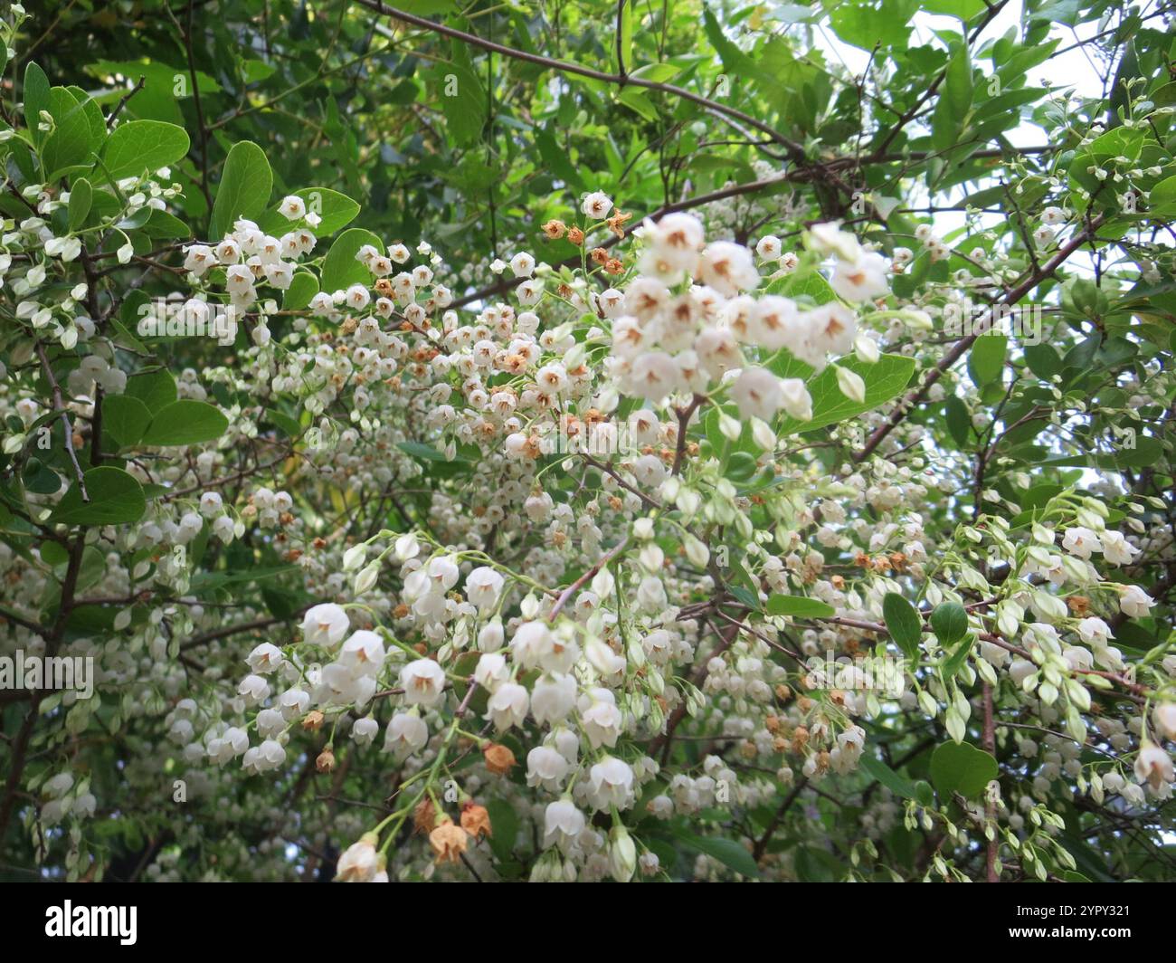 sparkleberry (Vaccinium arboreum Stock Photo - Alamy