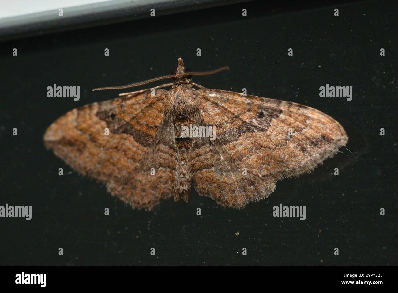 Gem Moth (Orthonama obstipata Stock Photo - Alamy