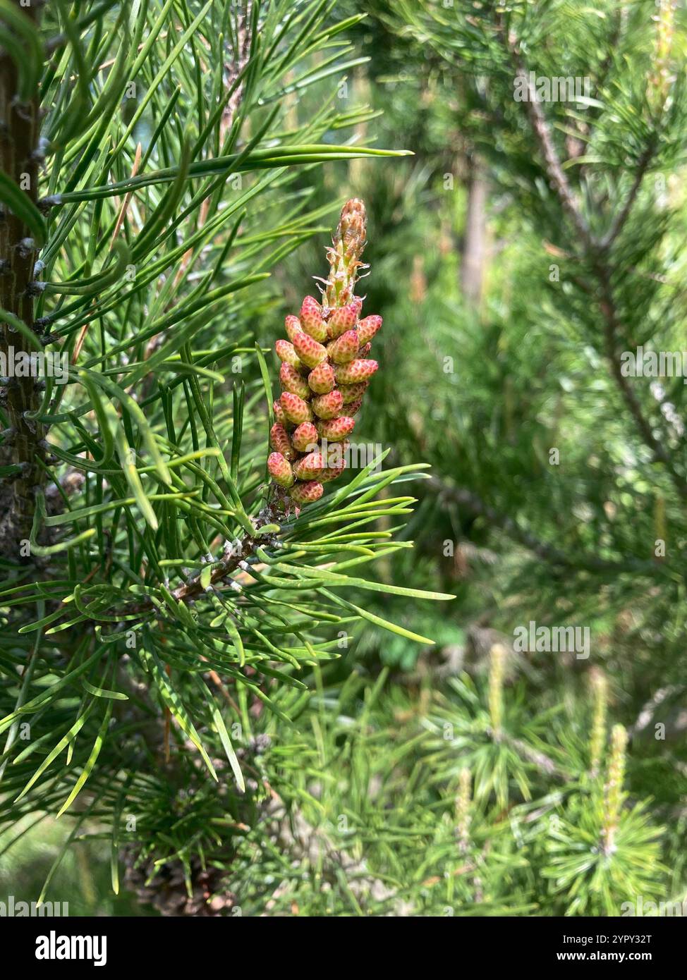 lodgepole pine (Pinus contorta Stock Photo - Alamy