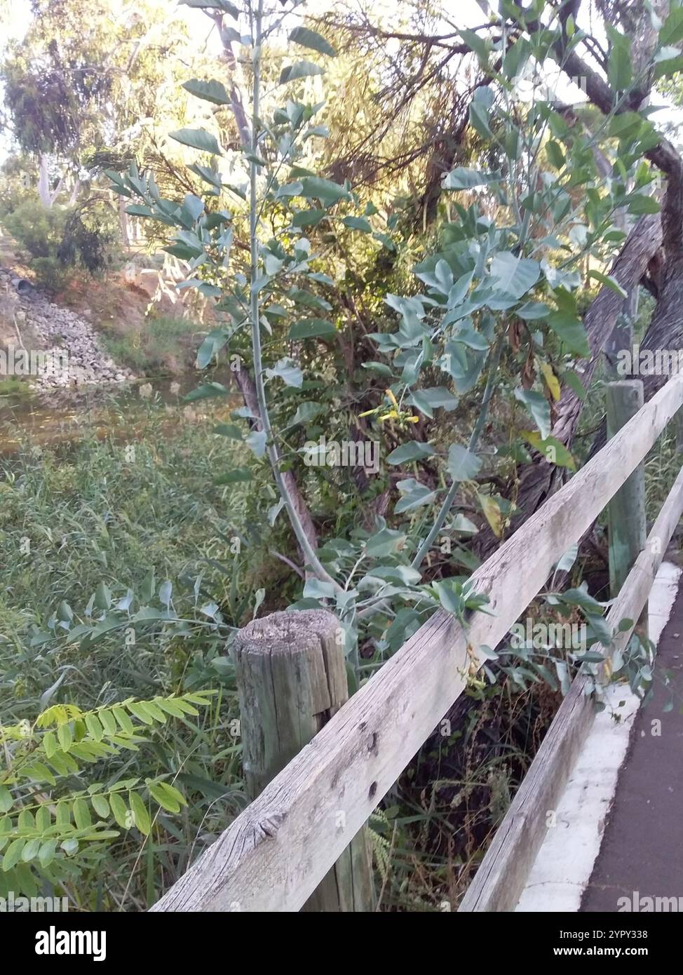 tree tobacco (Nicotiana glauca Stock Photo - Alamy