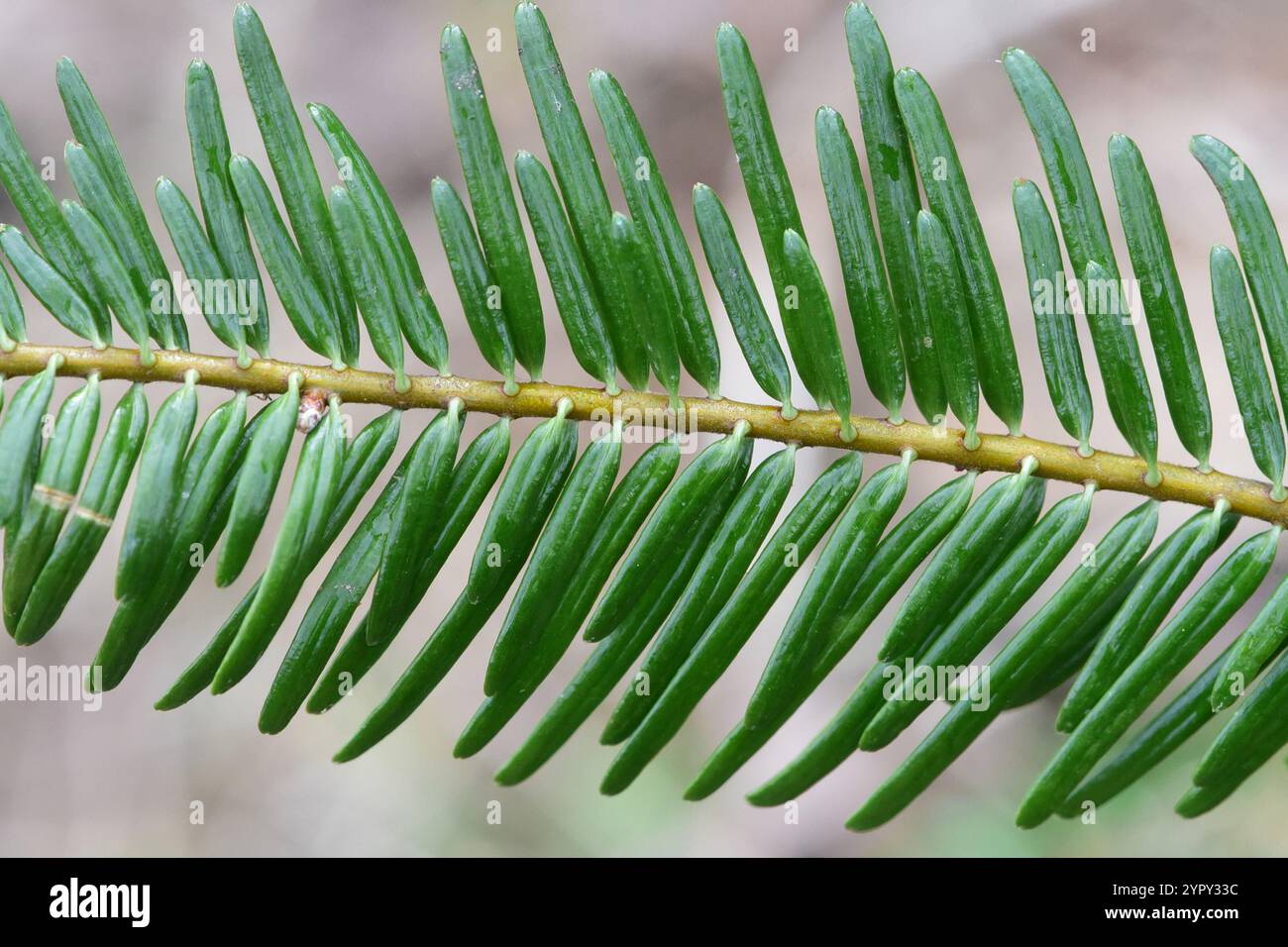 grand fir (Abies grandis Stock Photo - Alamy