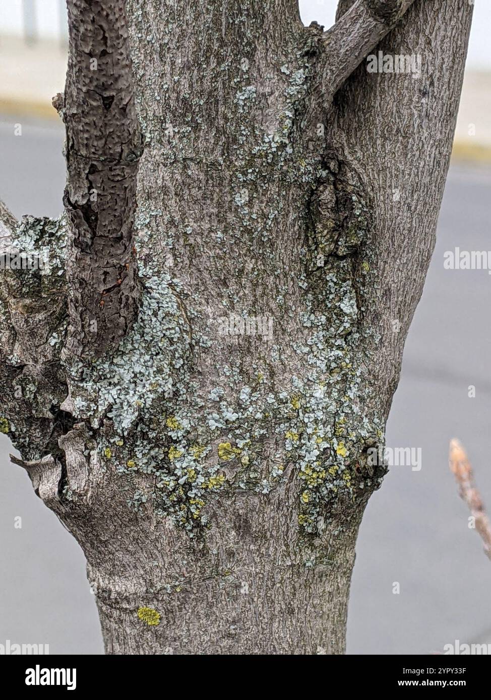 orange hobnail canker (Amphilogia gyrosa Stock Photo - Alamy