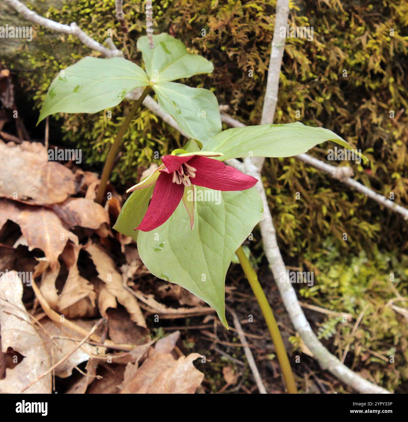red trillium (Trillium erectum Stock Photo - Alamy