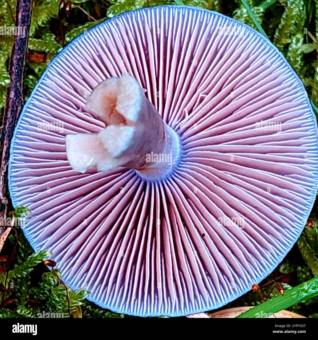 elegant blue webcap (Cortinarius rotundisporus Stock Photo - Alamy