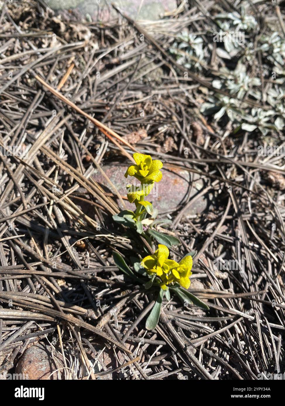 Mustard Flower Rust (Puccinia monoica Stock Photo - Alamy