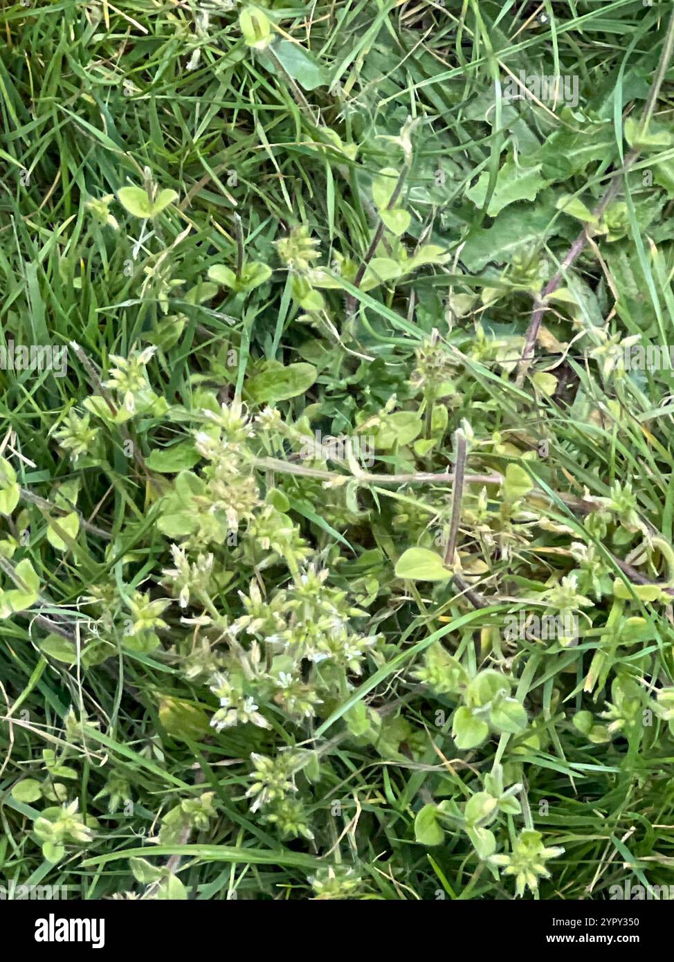 Sticky mouse-ear chickweed (Cerastium glomeratum Stock Photo - Alamy