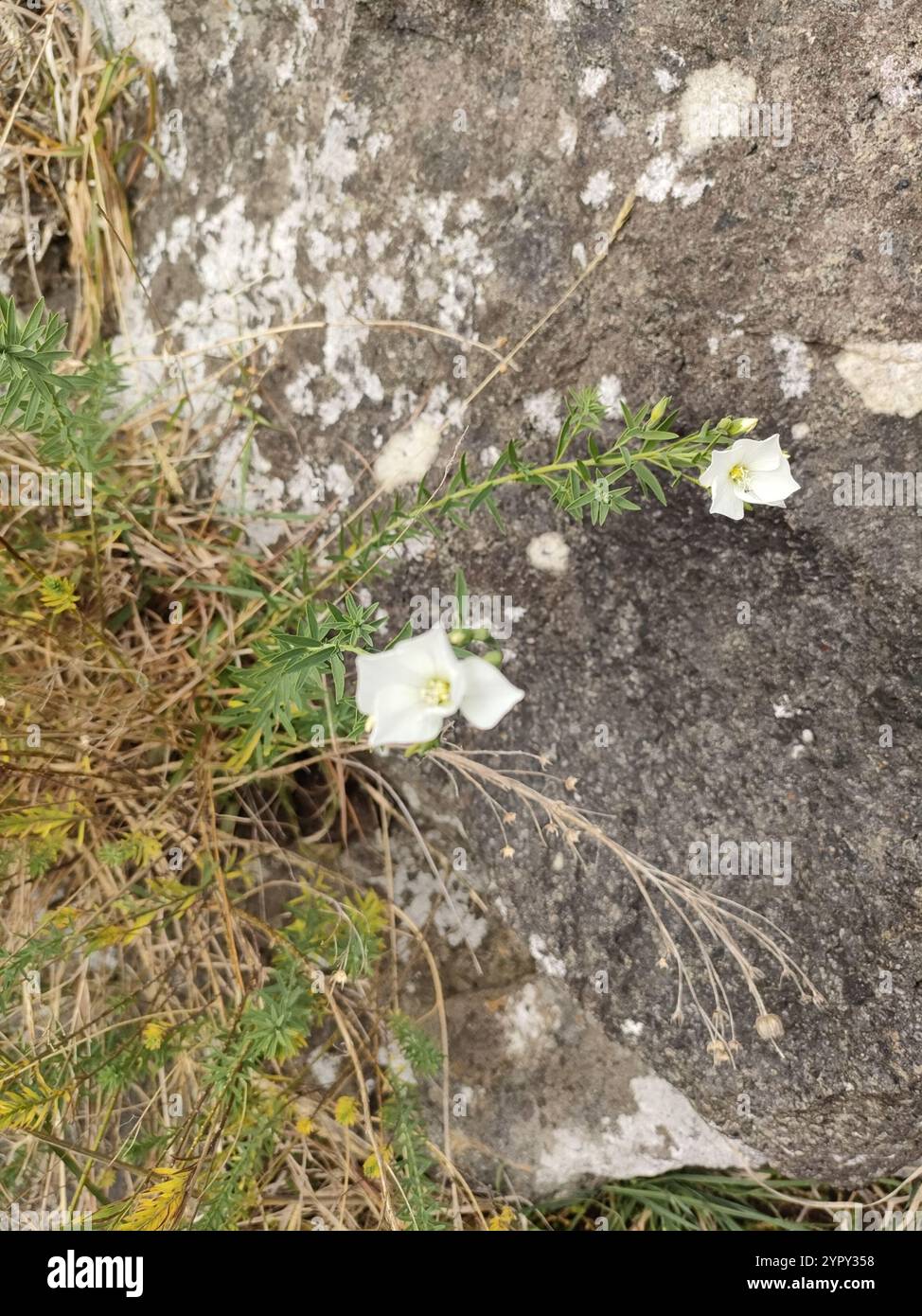 New Zealand linen flax (Linum monogynum Stock Photo - Alamy