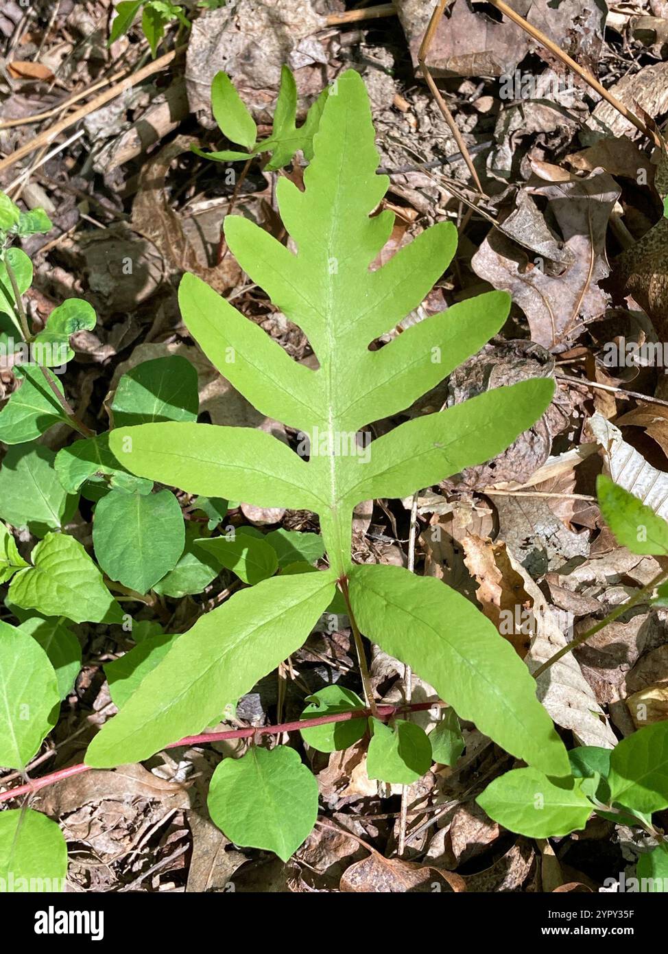 sensitive fern (Onoclea sensibilis Stock Photo - Alamy