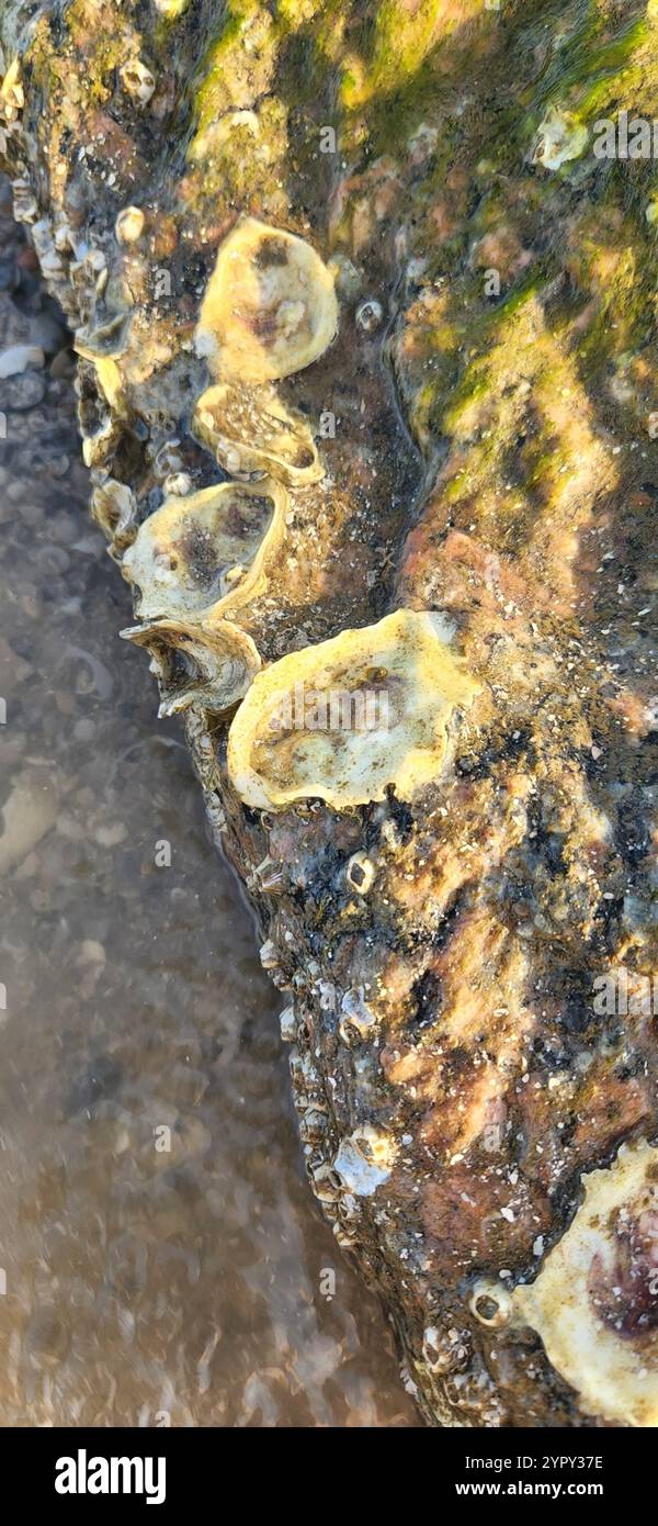 Crassostrea eastern oyster hi-res stock photography and images - Alamy