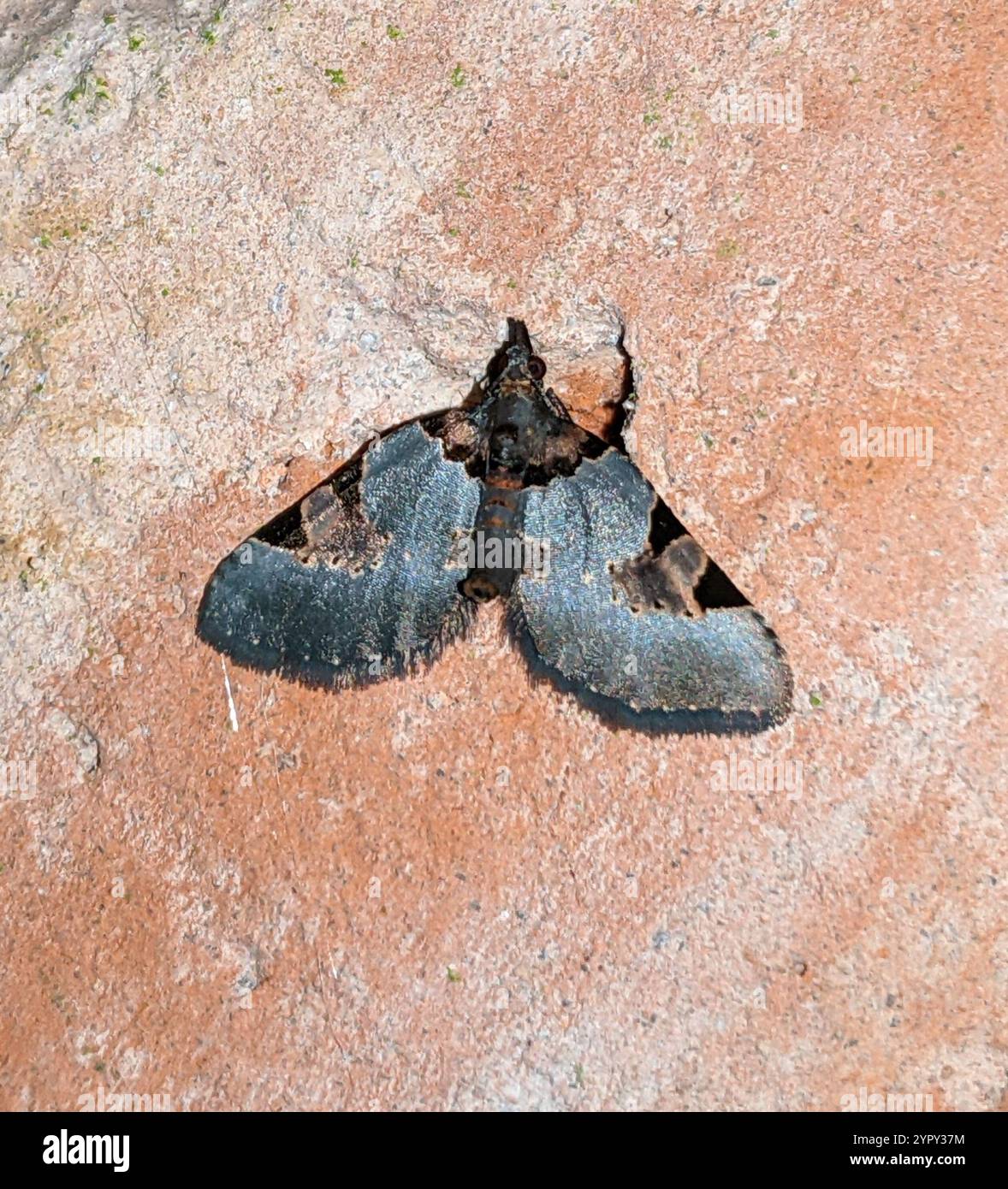 Carpet Moths (Larentiinae Stock Photo - Alamy