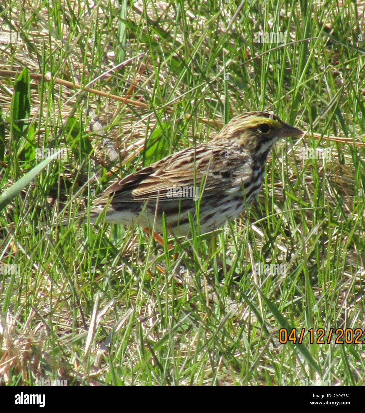Savannah Sparrow (Passerculus sandwichensis Stock Photo - Alamy