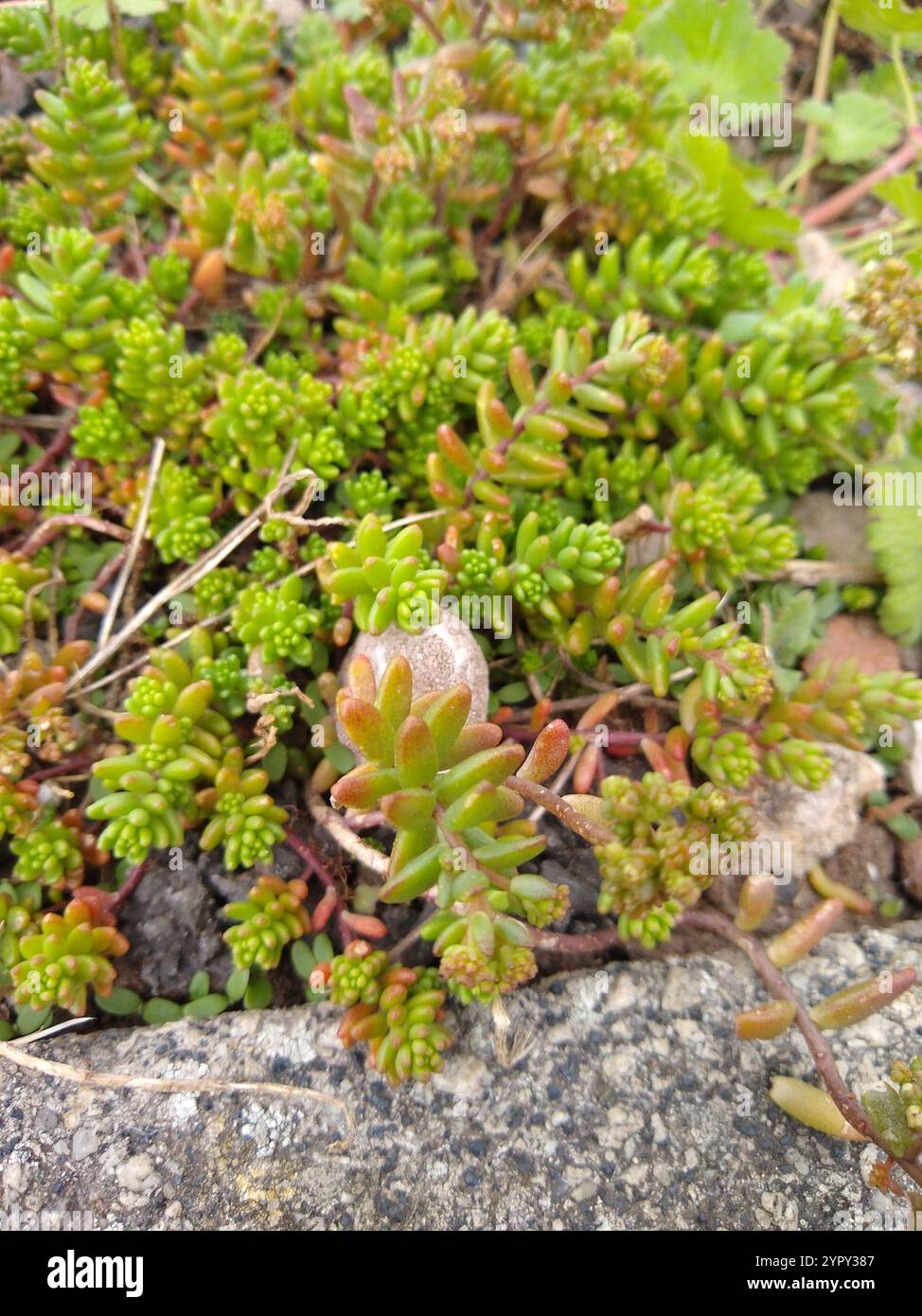 white stonecrop (Sedum album Stock Photo - Alamy