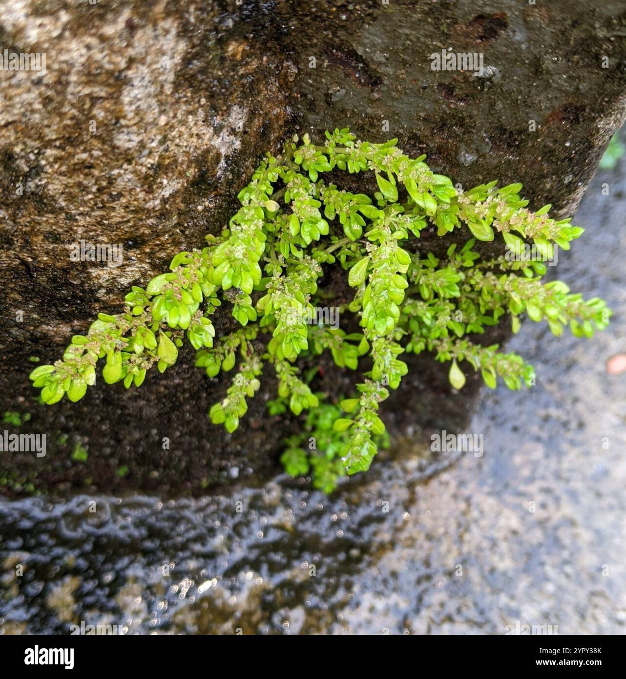artillery plant (Pilea microphylla Stock Photo - Alamy