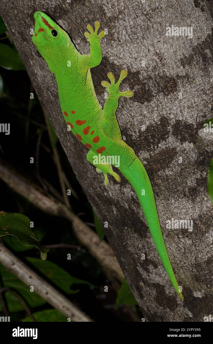 Madagascar Giant Day Gecko (Phelsuma grandis Stock Photo - Alamy