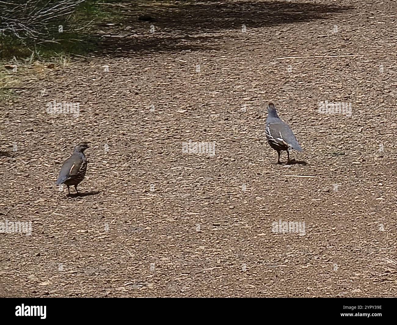 California Quail (Callipepla californica Stock Photo - Alamy
