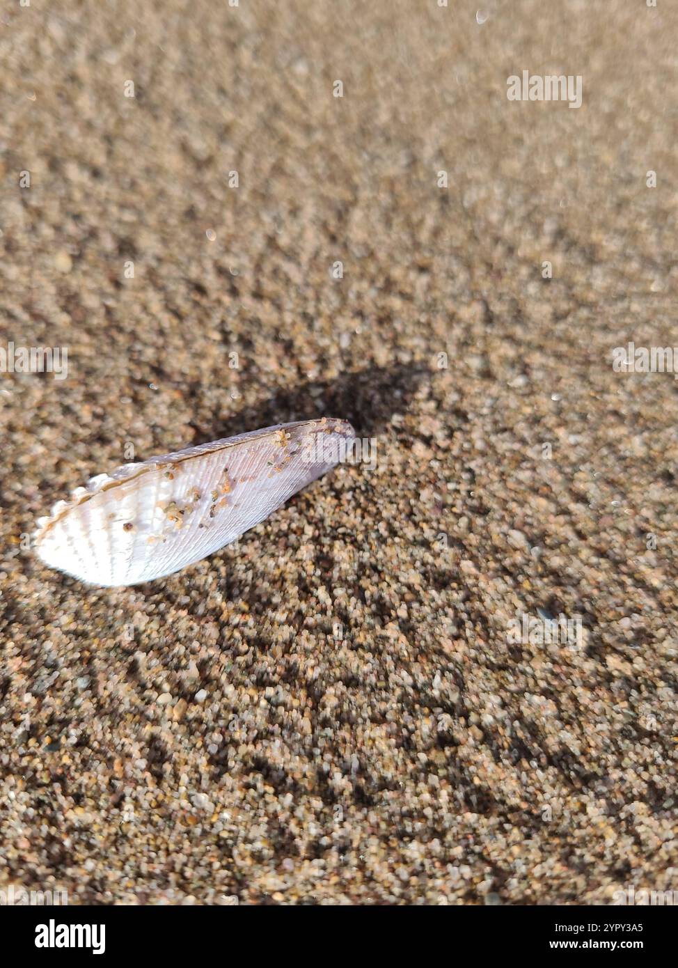 False Angelwing (Petricolaria pholadiformis Stock Photo - Alamy