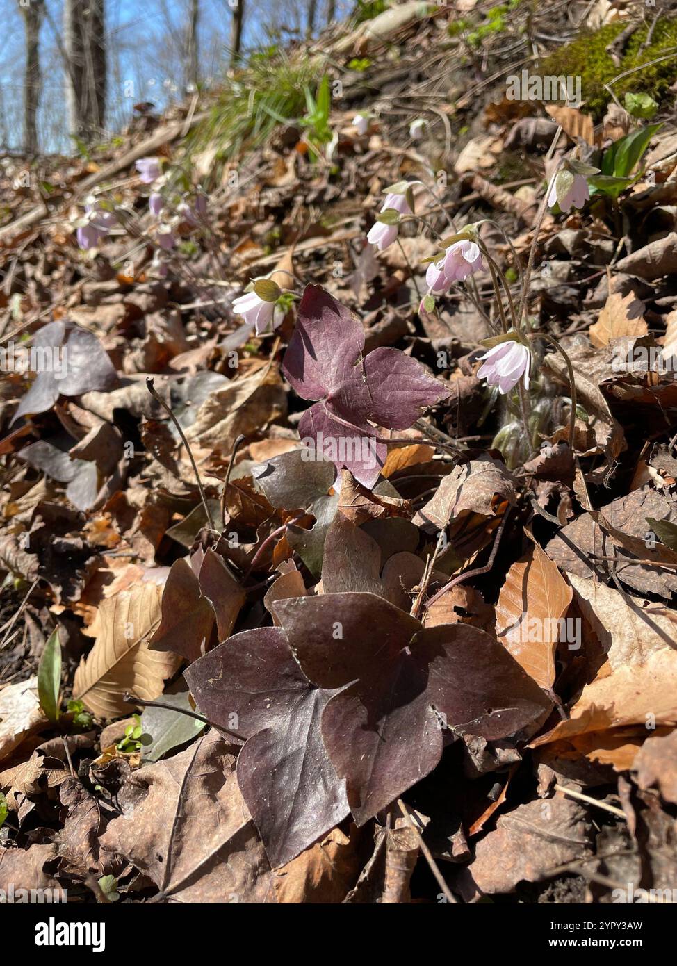 sharp-lobed hepatica (Hepatica acutiloba Stock Photo - Alamy