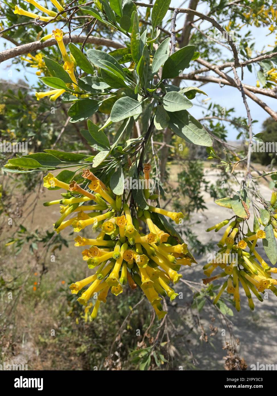 tree tobacco (Nicotiana glauca Stock Photo - Alamy