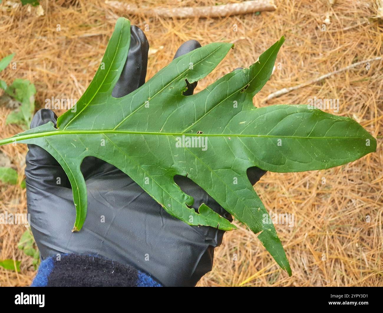 Archaesolanum hi-res stock photography and images - Alamy