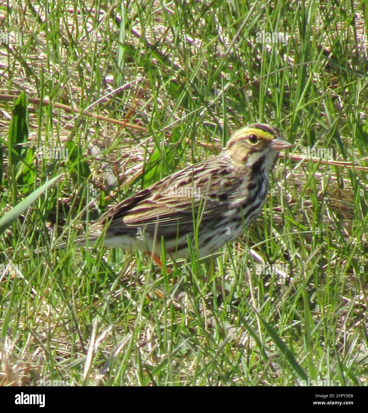 Savannah Sparrow (Passerculus sandwichensis Stock Photo - Alamy