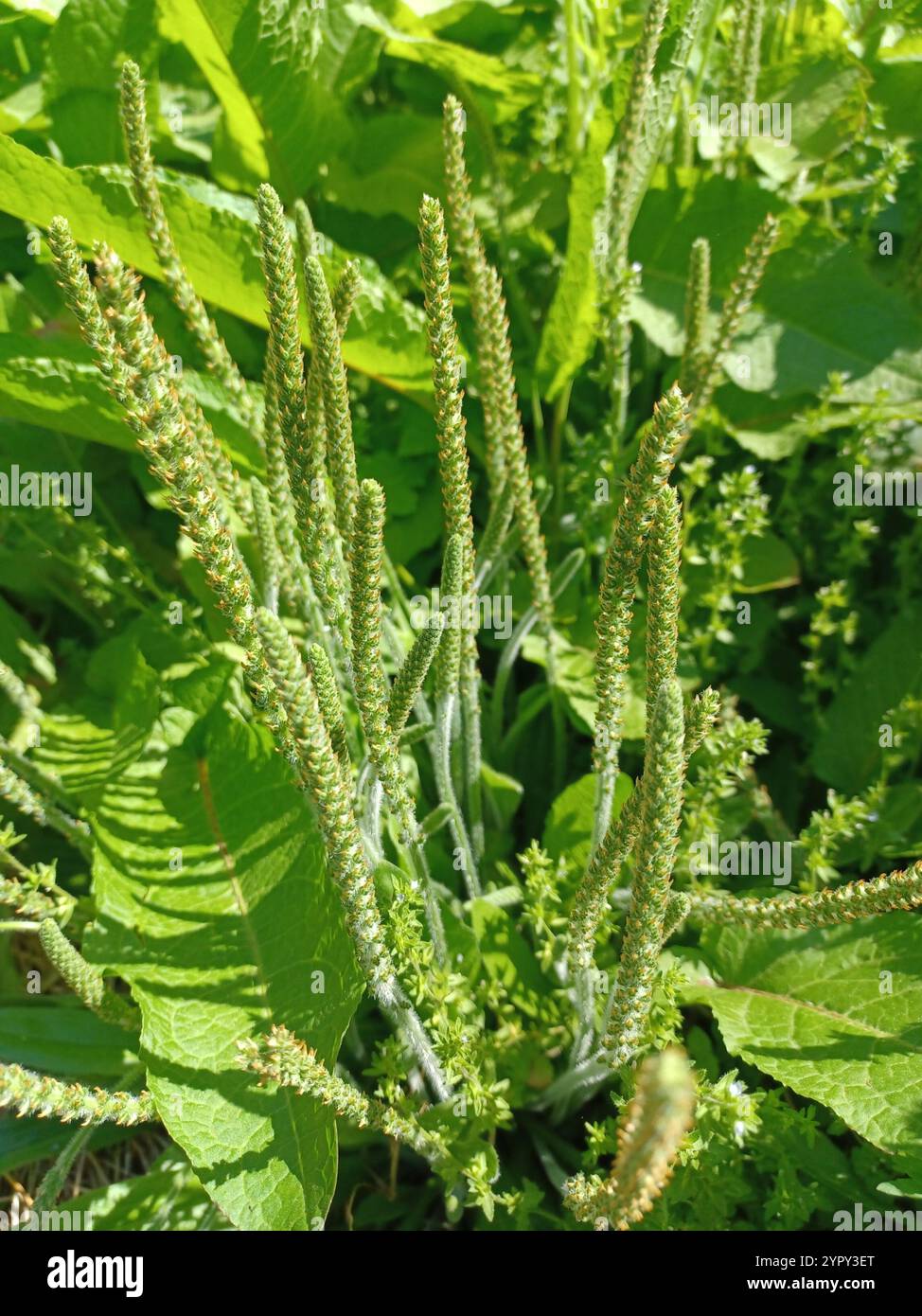 dwarf plantain (Plantago virginica Stock Photo - Alamy