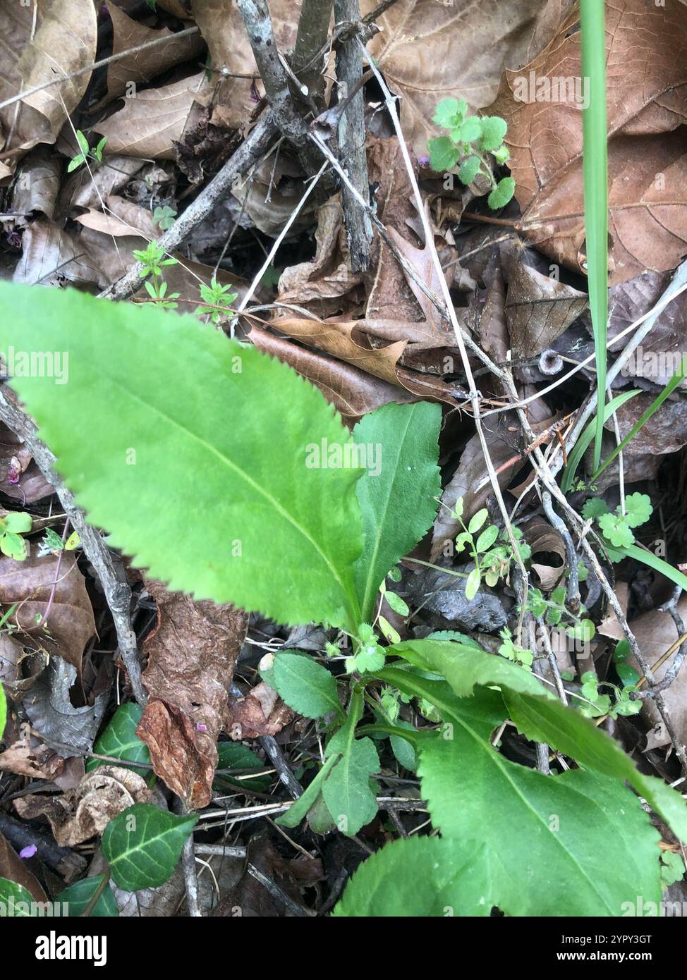 cut-leaf goldenrod (Solidago arguta Stock Photo - Alamy
