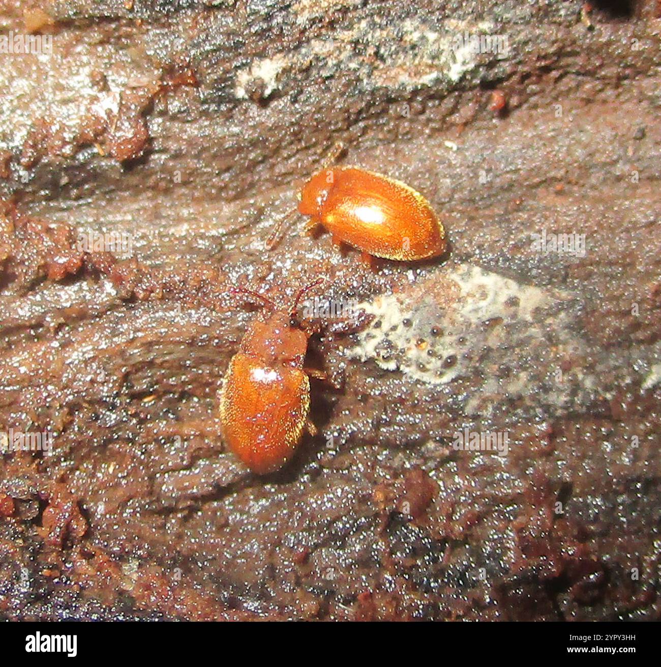 Handsome Fungus Beetles (Endomychidae Stock Photo - Alamy