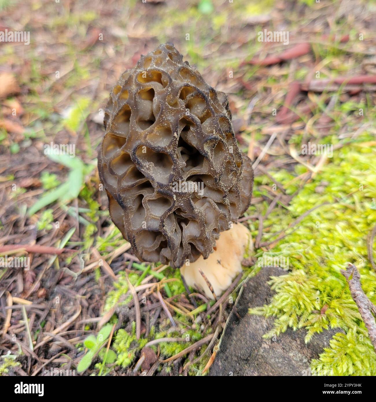 true morels (Morchella Stock Photo - Alamy