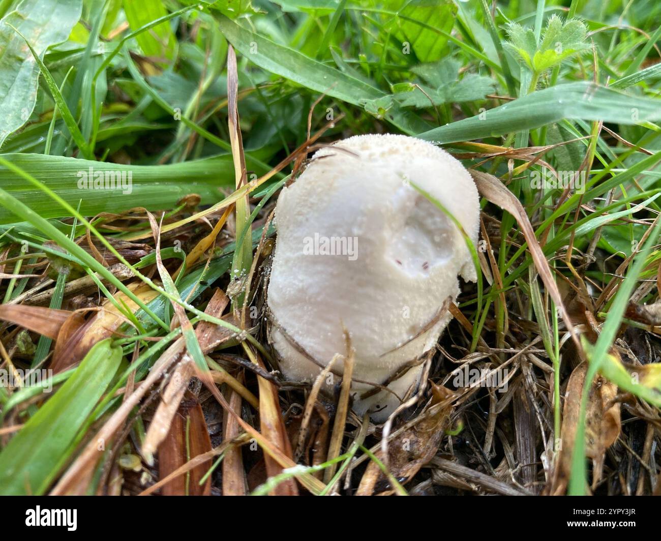 Lycoperdon pratense hi-res stock photography and images - Alamy