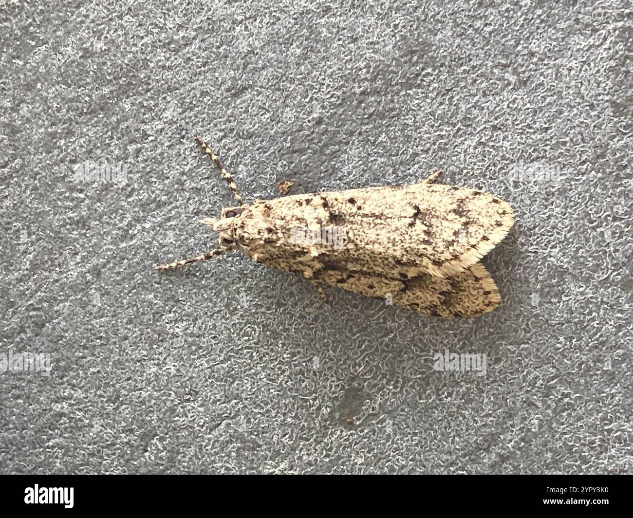 March Tubic (Diurnea fagella Stock Photo - Alamy