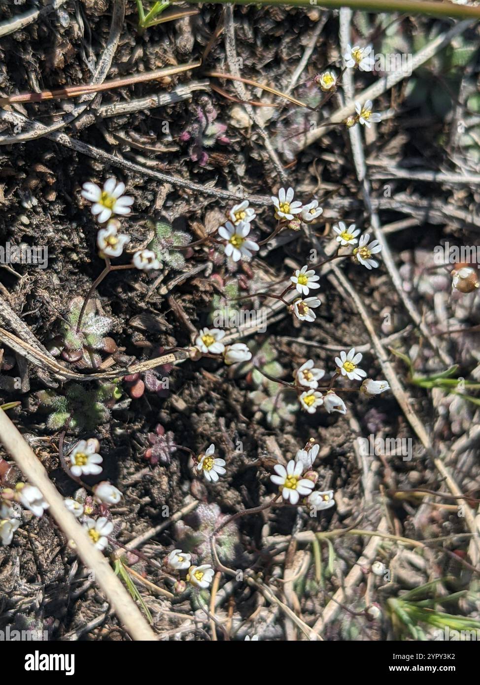 Common Whitlowgrass (Draba verna Stock Photo - Alamy