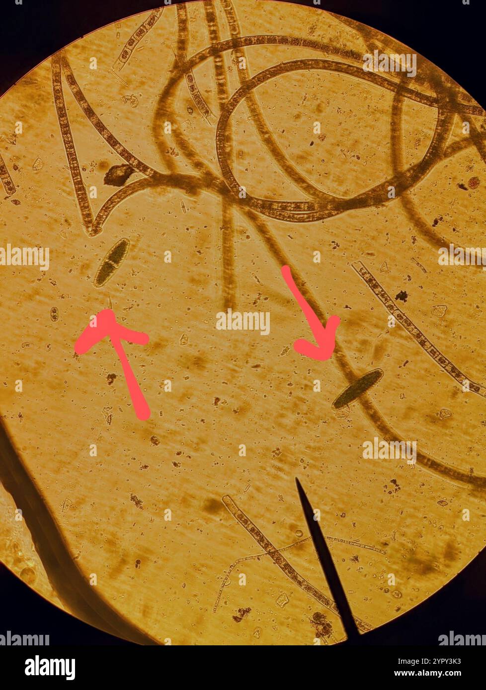 Netrium hi-res stock photography and images - Alamy