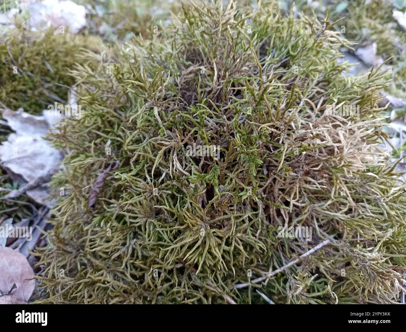 Tree Climacium Moss (Climacium dendroides Stock Photo - Alamy