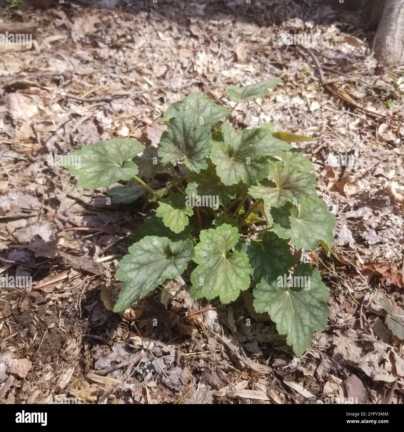 Heuchera americana hi-res stock photography and images - Alamy
