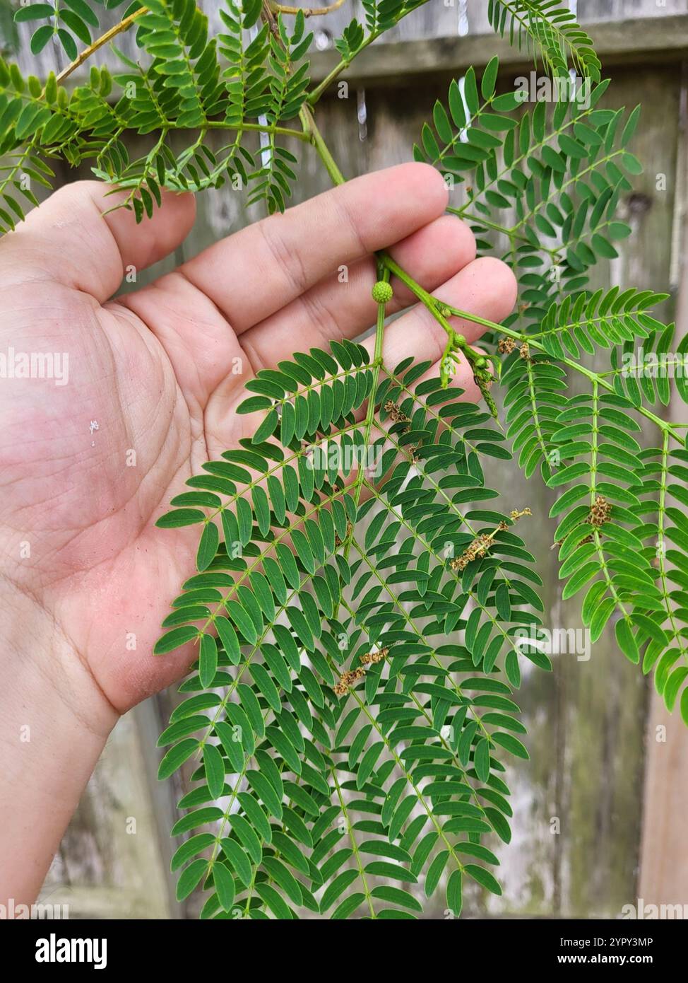 White leadtree (Leucaena leucocephala Stock Photo - Alamy