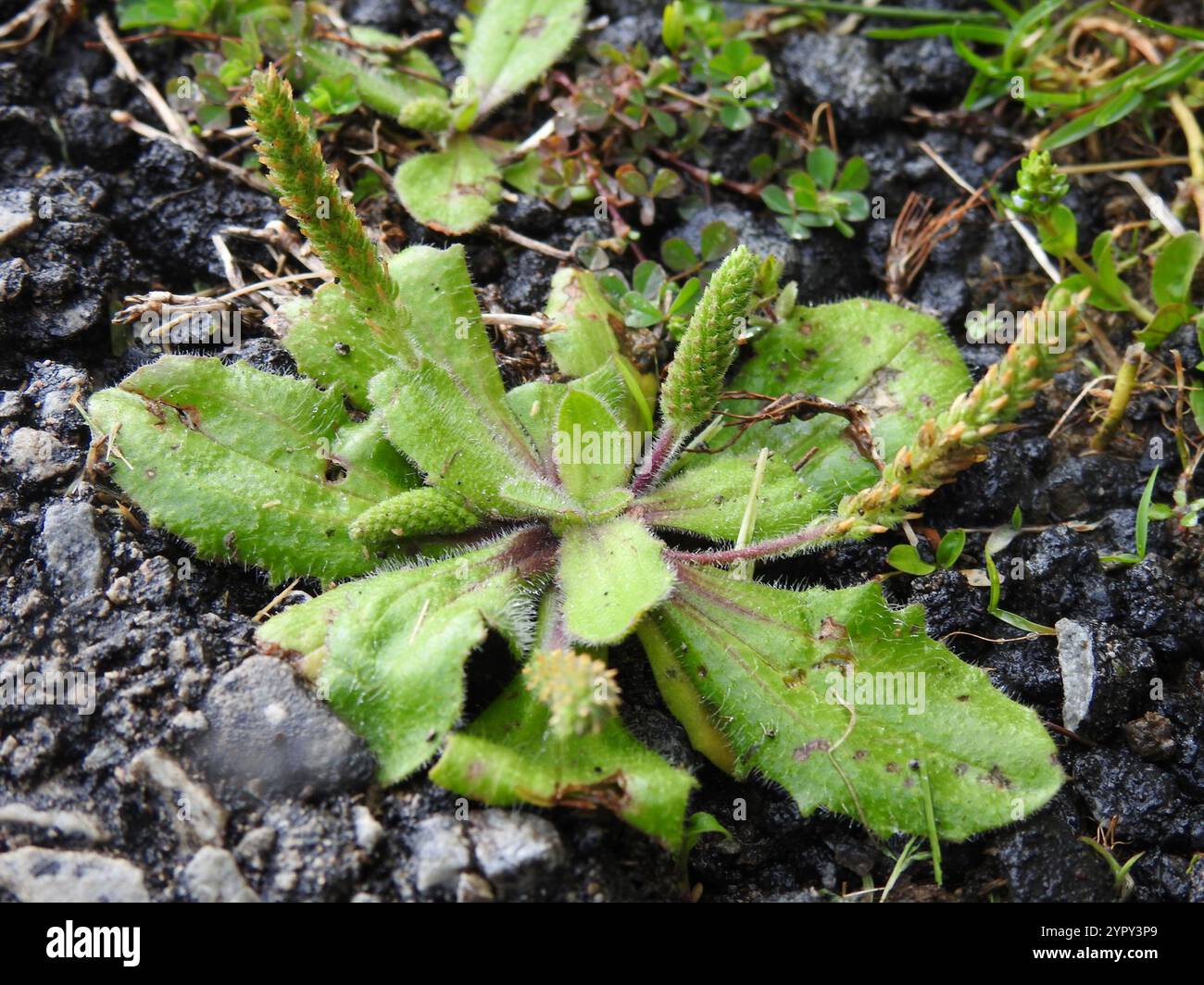 dwarf plantain (Plantago virginica Stock Photo - Alamy