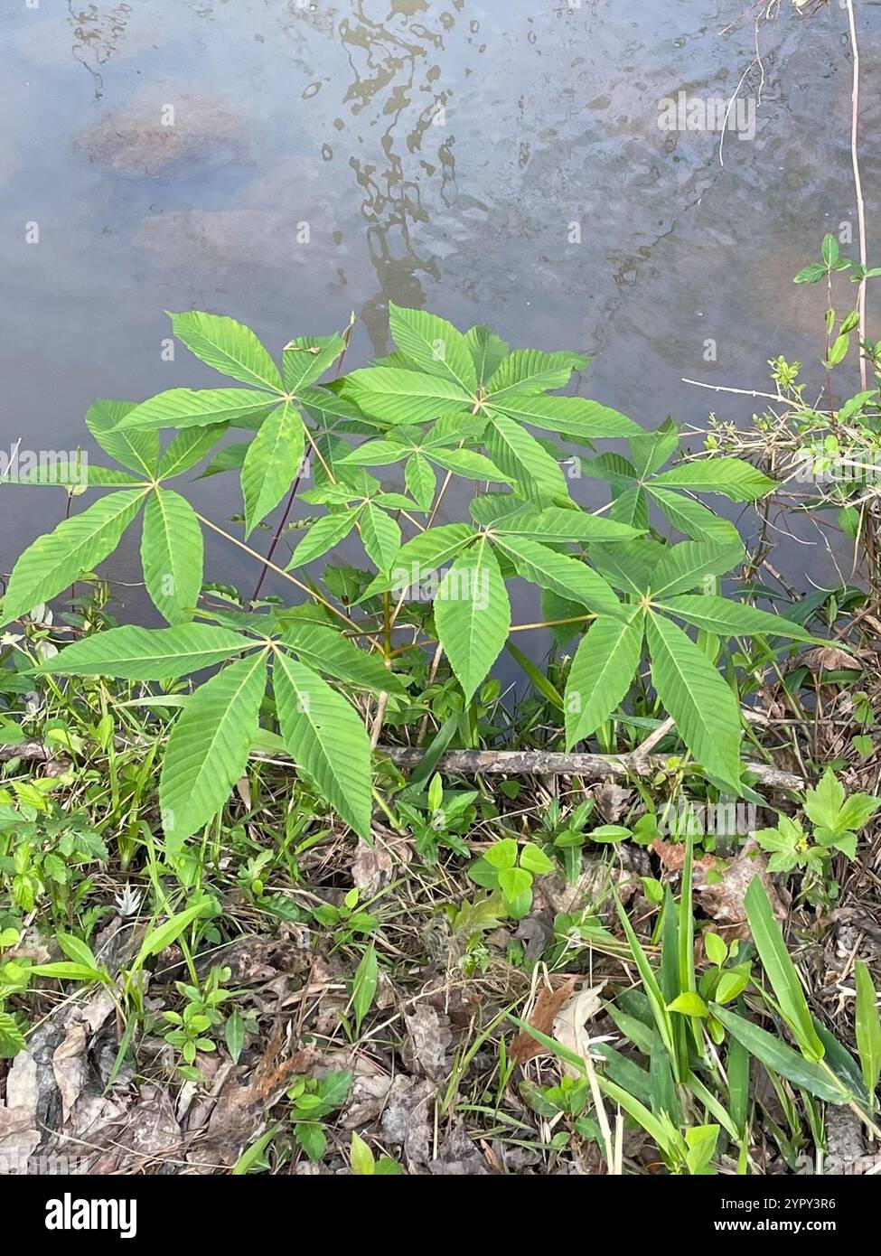 painted buckeye (Aesculus sylvatica Stock Photo - Alamy