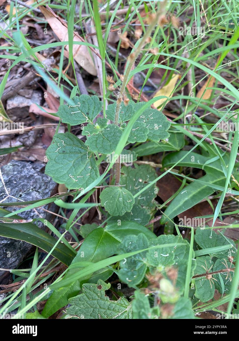 little spurflower (Coleus australis Stock Photo - Alamy