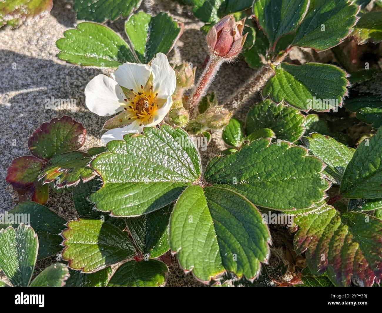 beach strawberry (Fragaria chiloensis Stock Photo - Alamy