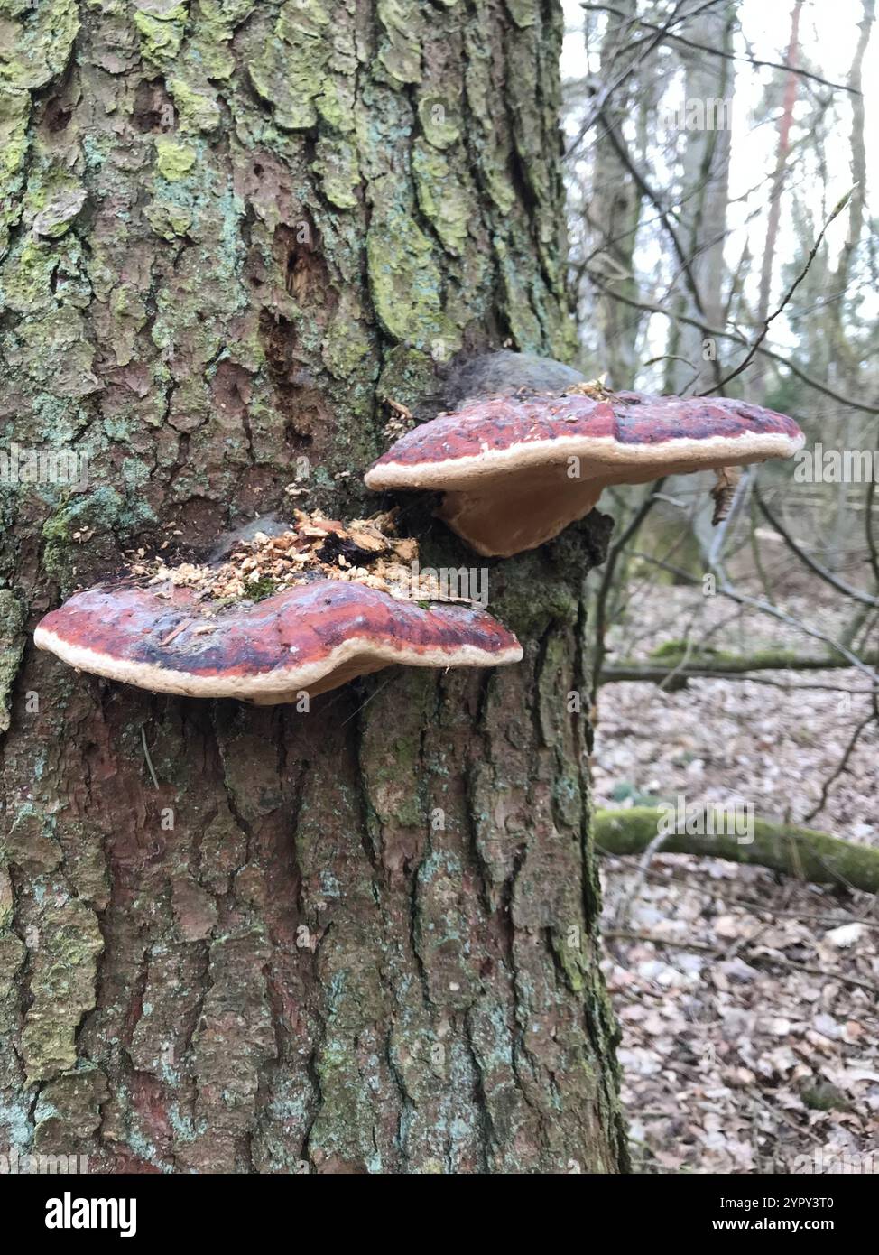 Red-banded Polypore (Fomitopsis pinicola Stock Photo - Alamy