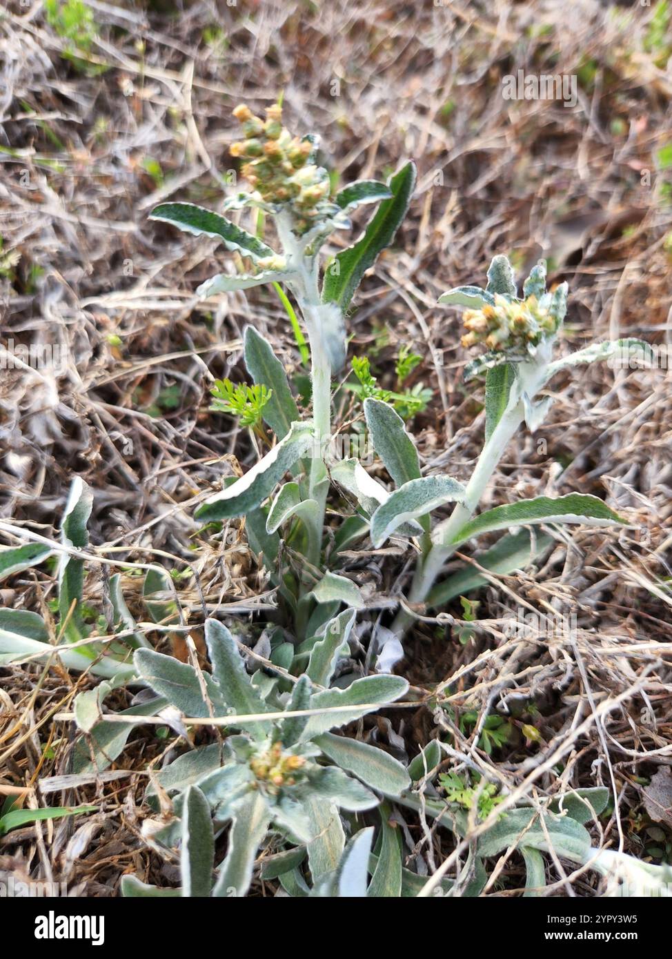 Purple Cudweed (Gamochaeta purpurea Stock Photo - Alamy