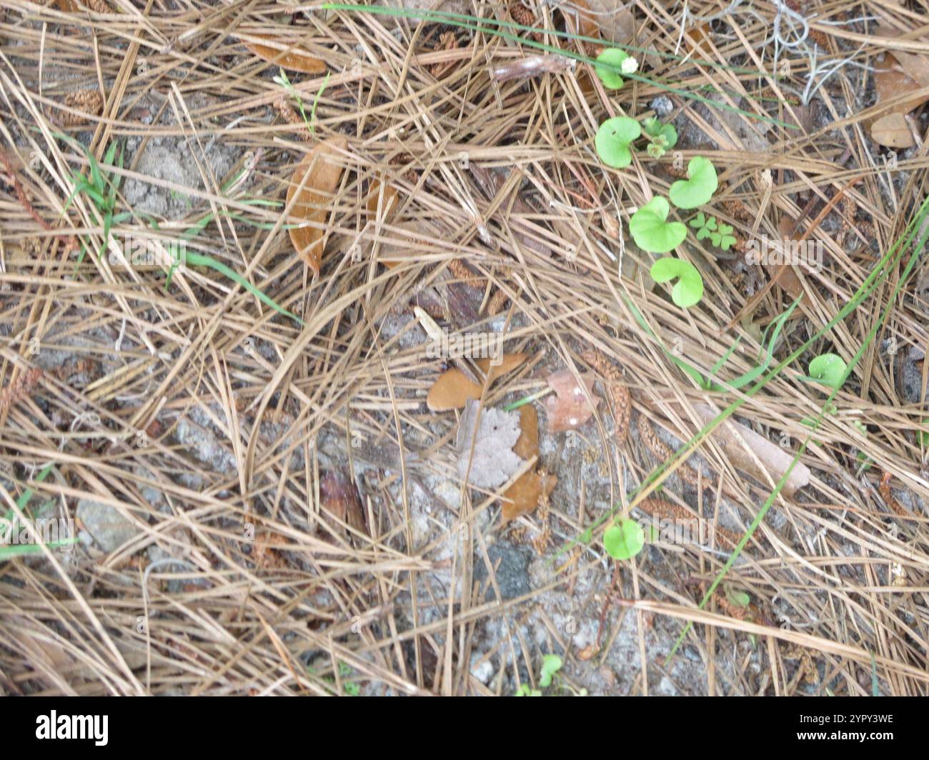 Brown Winter Grasshopper (Amblytropidia mysteca Stock Photo - Alamy