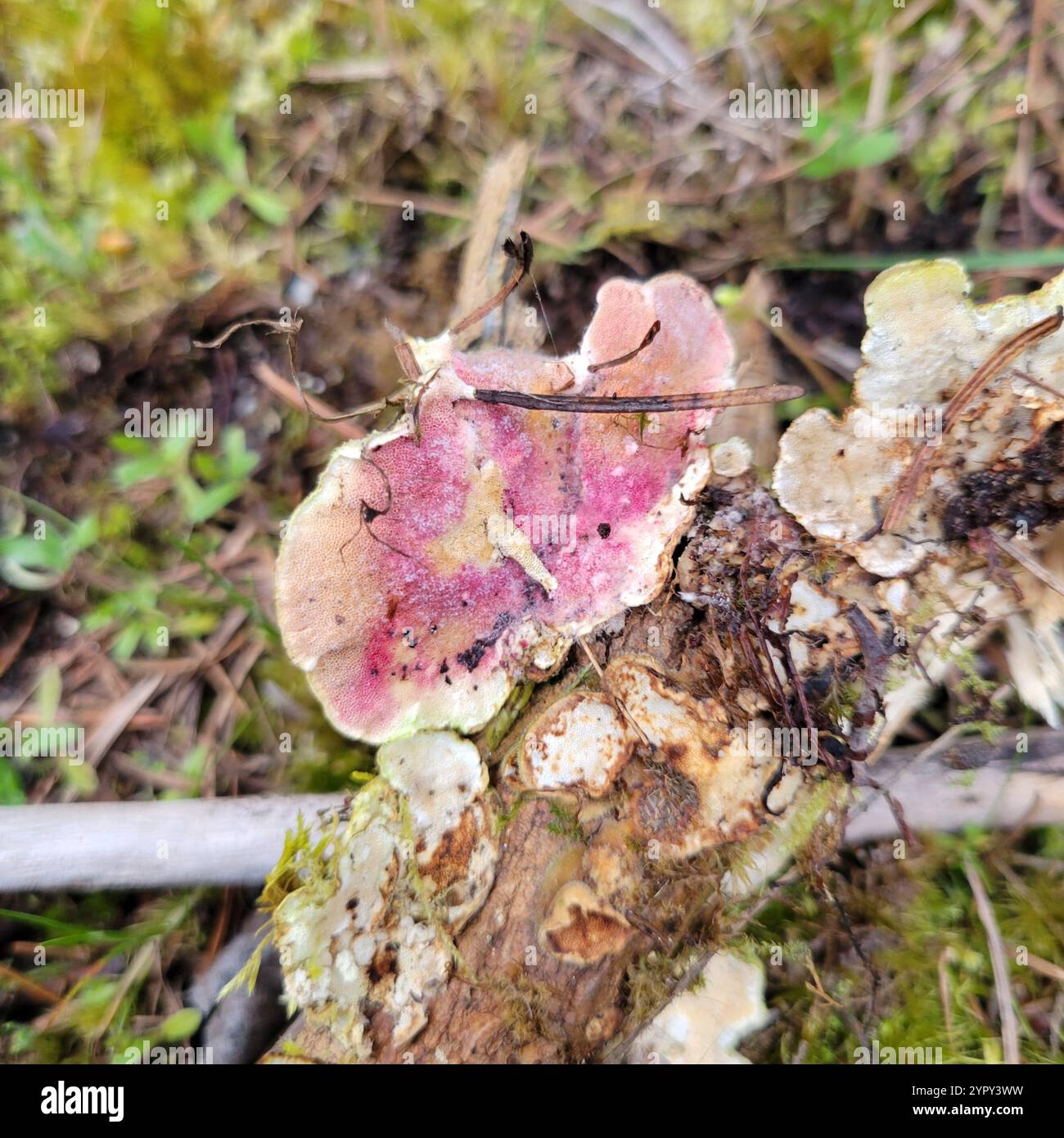 Purplepore Bracket (Trichaptum abietinum Stock Photo - Alamy