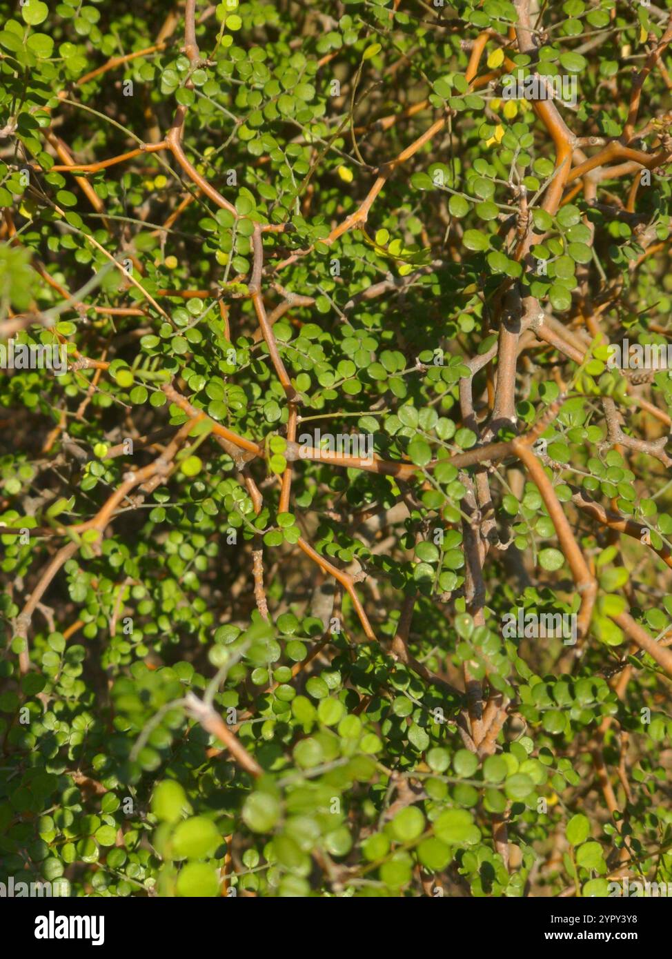 Prostrate kowhai (Sophora prostrata Stock Photo - Alamy