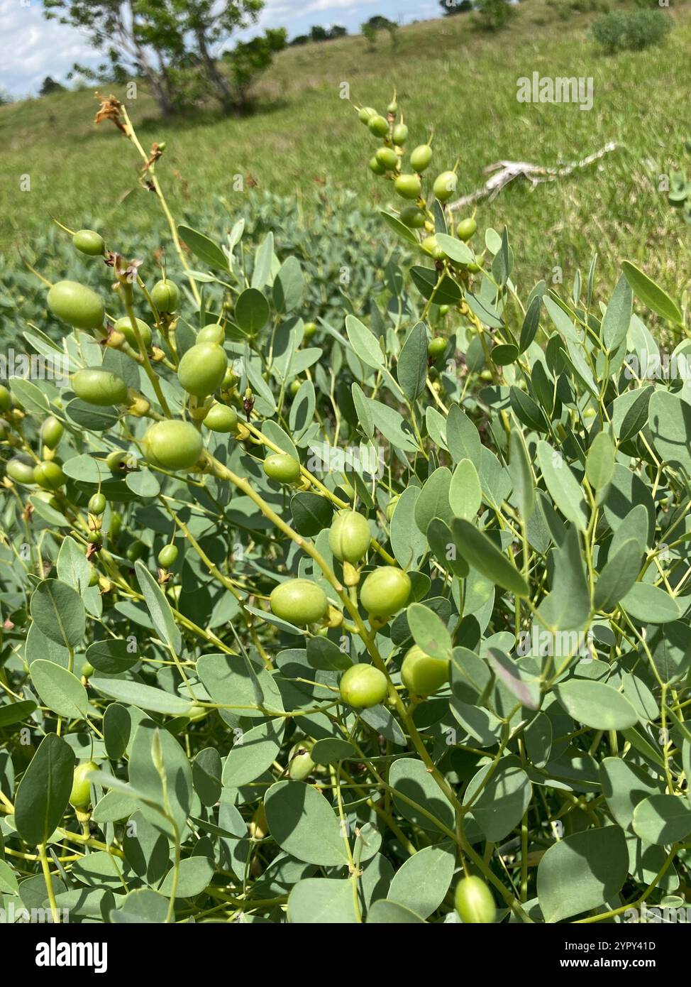 Yellow Wild Indigo (Baptisia sphaerocarpa Stock Photo - Alamy