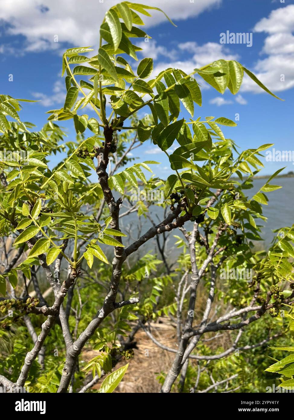 northern California black walnut (Juglans hindsii Stock Photo - Alamy