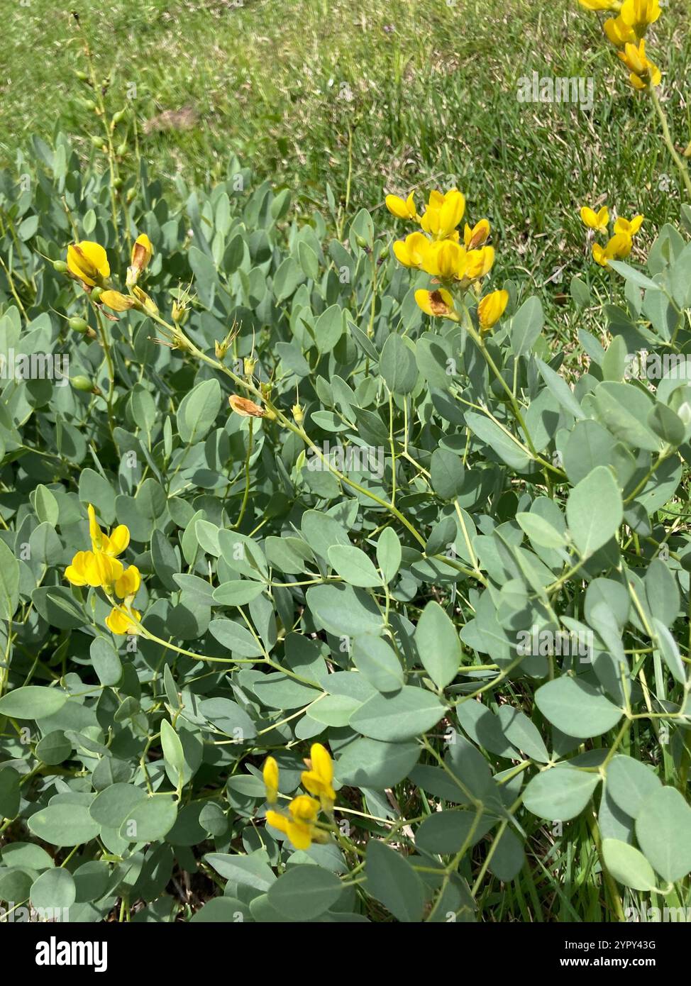 Yellow Wild Indigo (Baptisia sphaerocarpa Stock Photo - Alamy