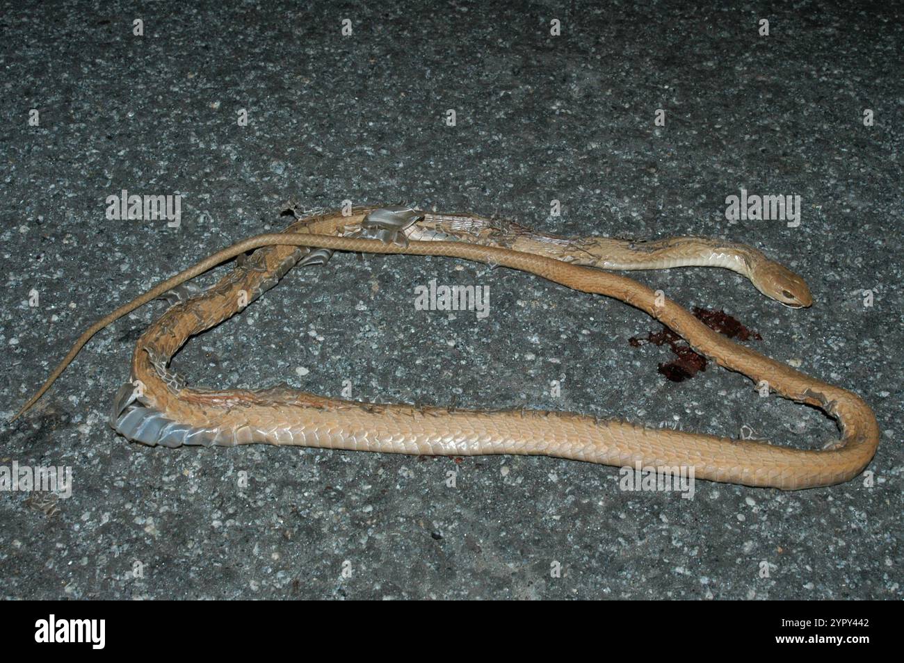 Boomslang (Dispholidus typus Stock Photo - Alamy